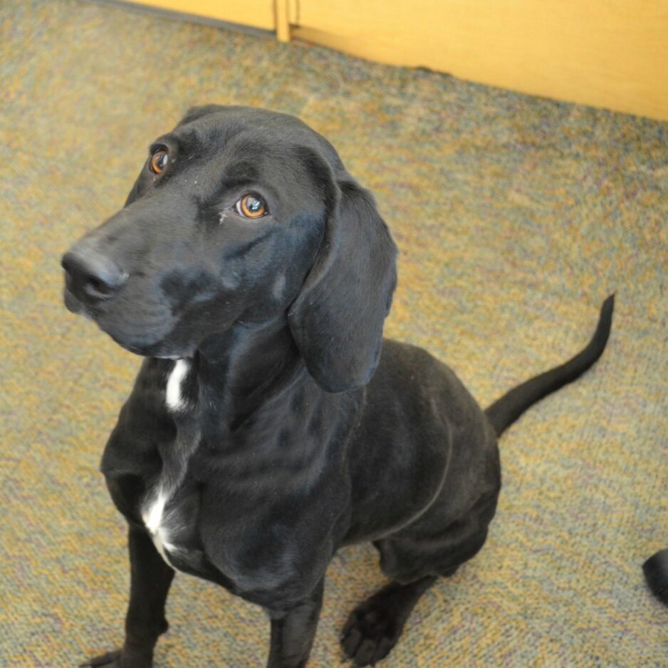 North Utah Valley Animal Shelter Pet of the Week: Floop Flop | News ...